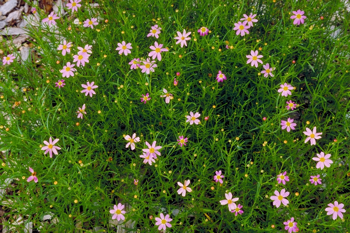 Coreopsis Rosea Tickseed | SiteOne