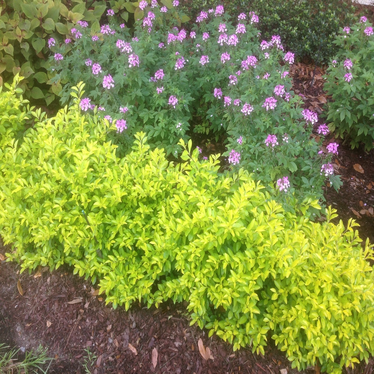 Duranta Erecta Cuban Gold Sky Flower | SiteOne