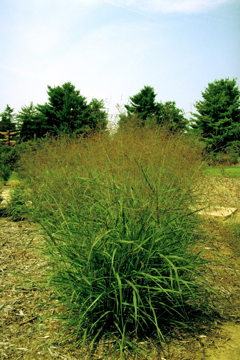 Panicum Virgatum Switch Grass | SiteOne