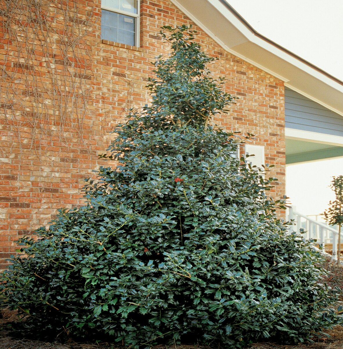 Ilex X Robin Red Holly | SiteOne