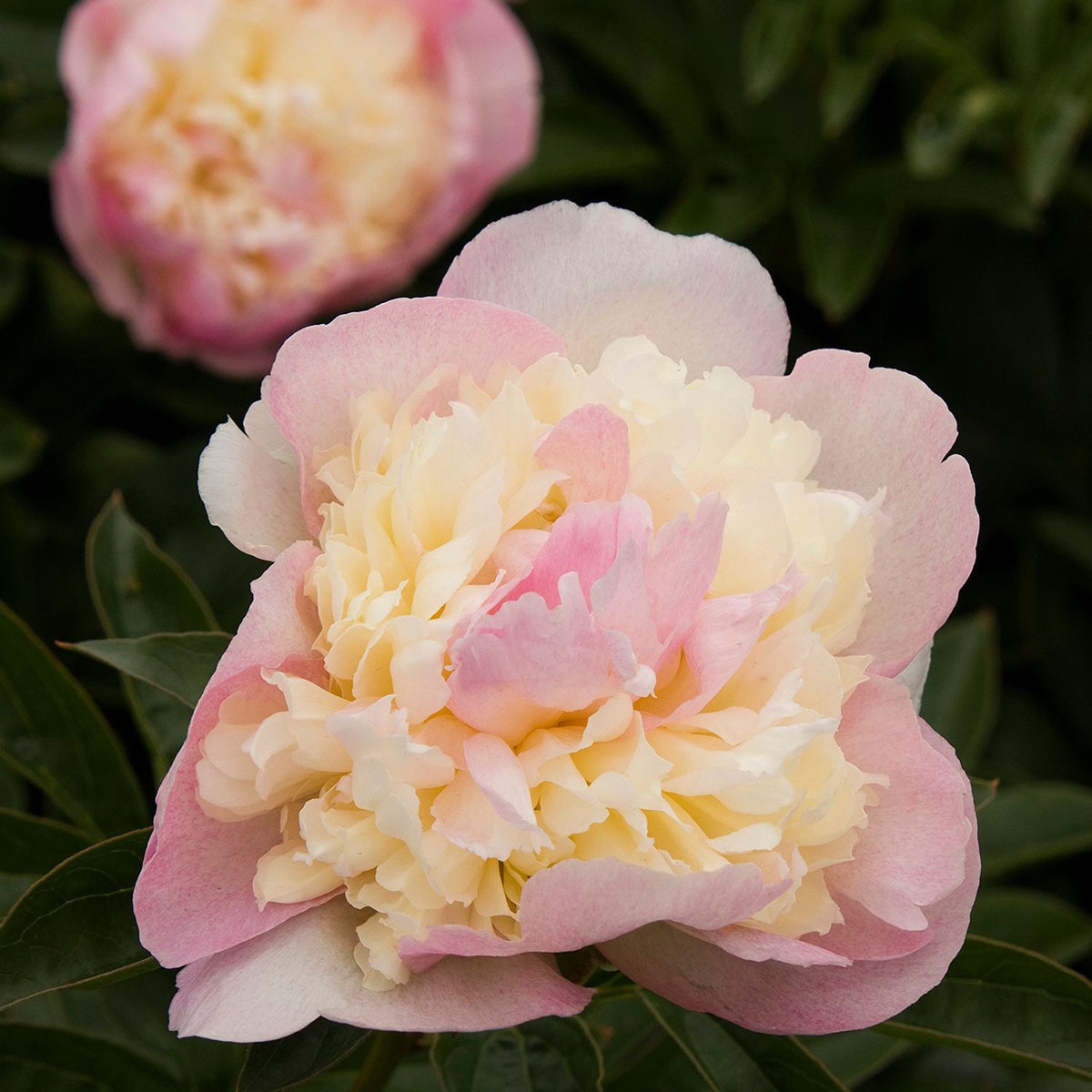 Paeonia Lactiflora Raspberry Sundae Peony | SiteOne