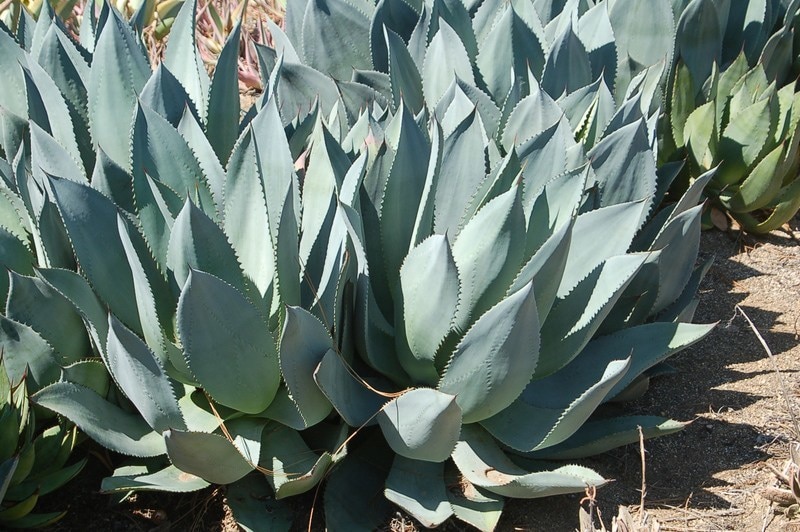 Agave Americana Silver Surfer American Aloe | SiteOne