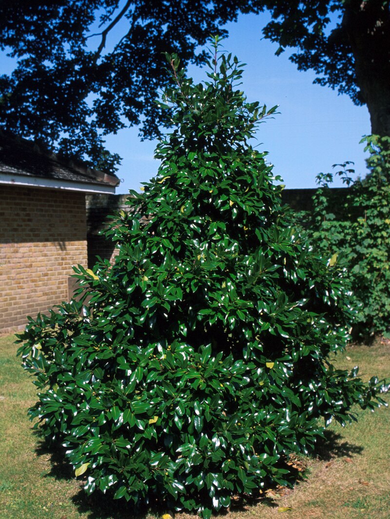 Ilex X Wilsonii Holly | SiteOne