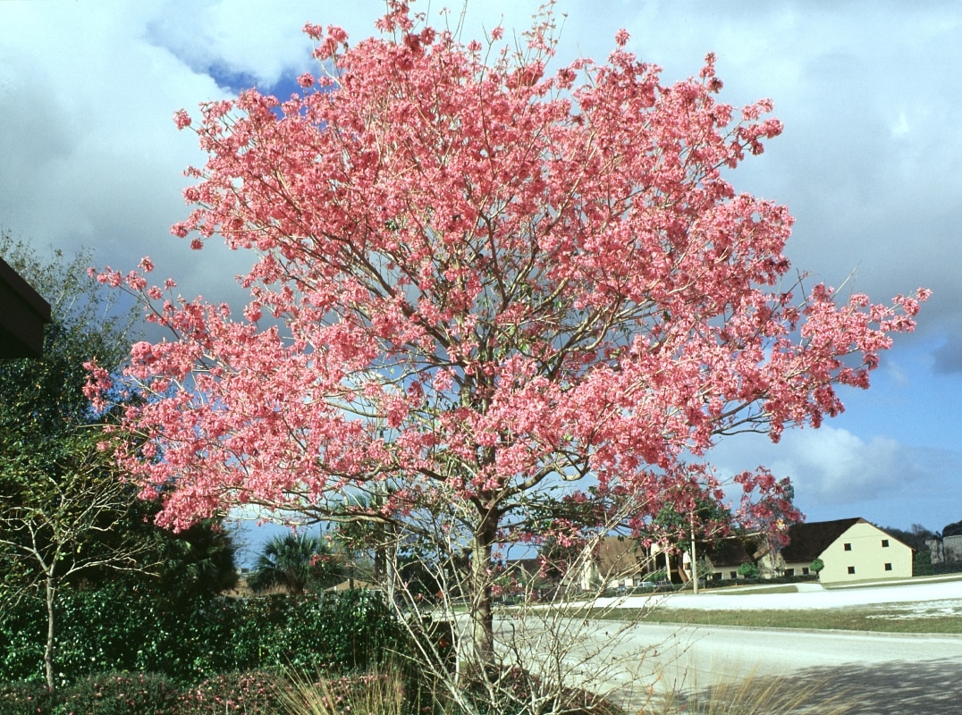 Tabebuia Impetiginosa Purple Trumpet Tree | SiteOne