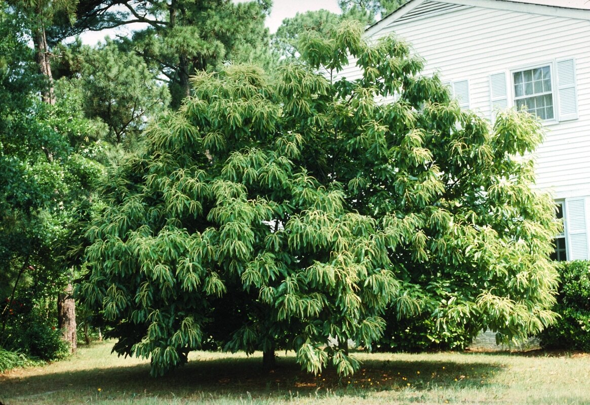 Castanea Mollissima Chinese Chestnut | SiteOne