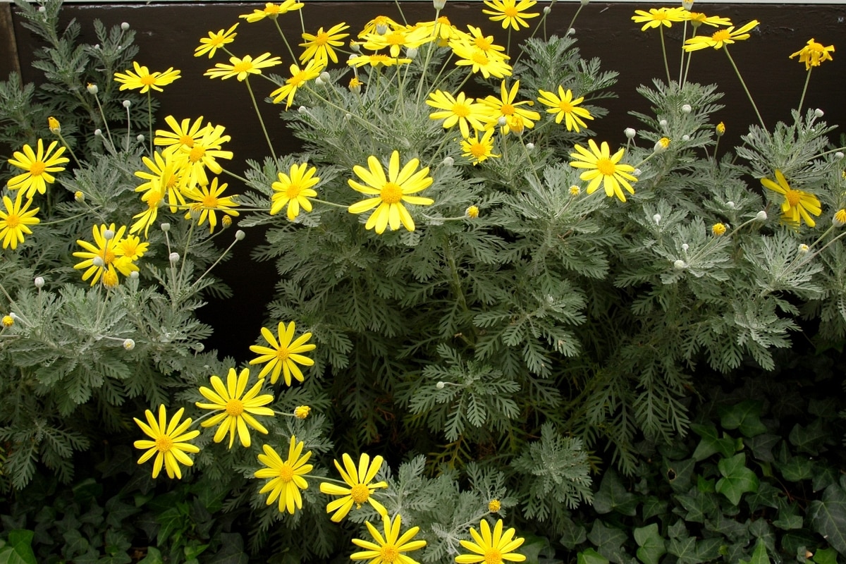 Euryops Pectinatus Golden Shrub Daisy | SiteOne