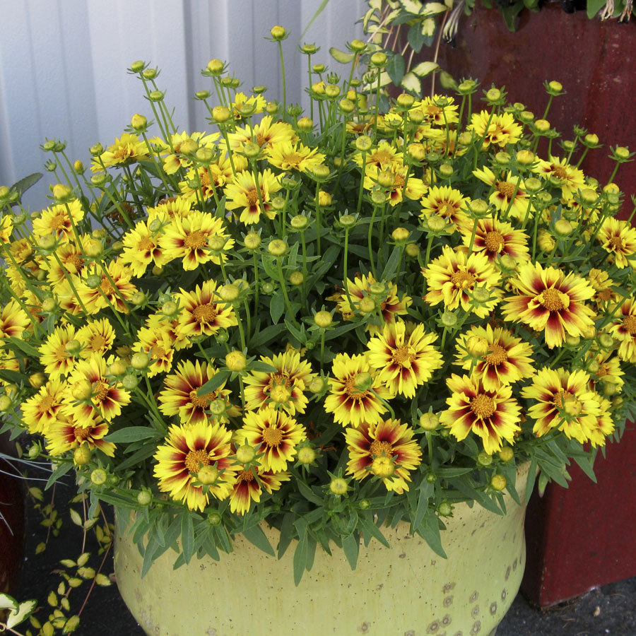 Coreopsis X Lil Bang Enchanted Eve Tickseed | SiteOne