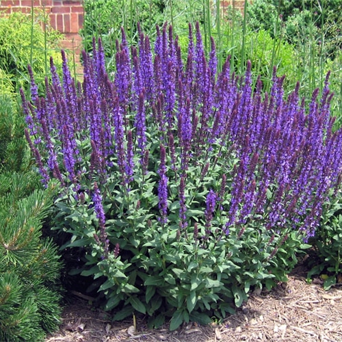 Salvia X Blue Queen Sage | SiteOne