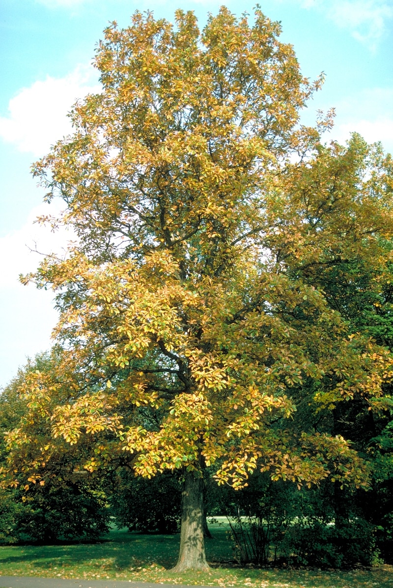 Quercus Bicolor Swamp White Oak | SiteOne
