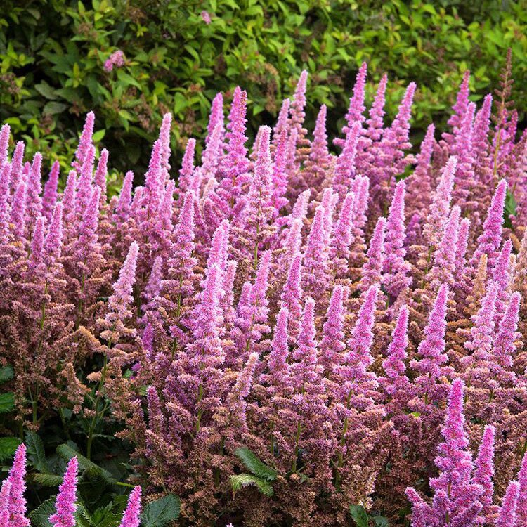 Astilbe Chinensis Vision In Pink Chinese Astilbe | SiteOne