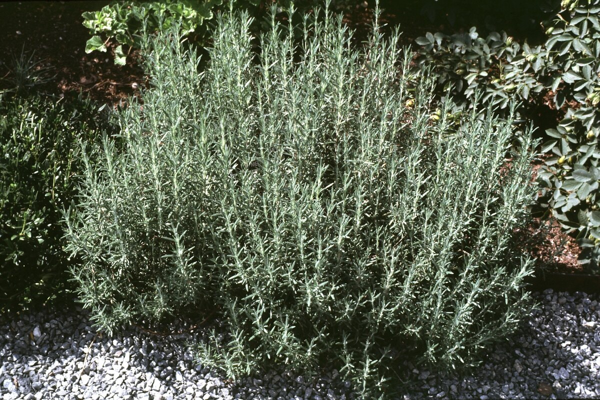 Rosmarinus Officinalis Rosemary | SiteOne