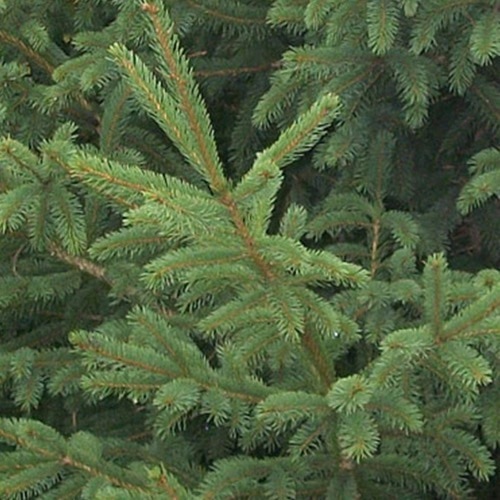Picea Glauca Montrose Spire White Spruce | SiteOne