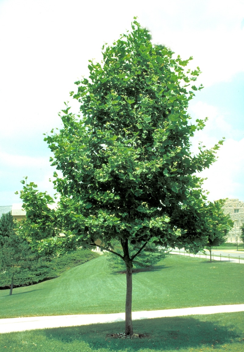 Platanus X Acerifolia London Planetree | SiteOne