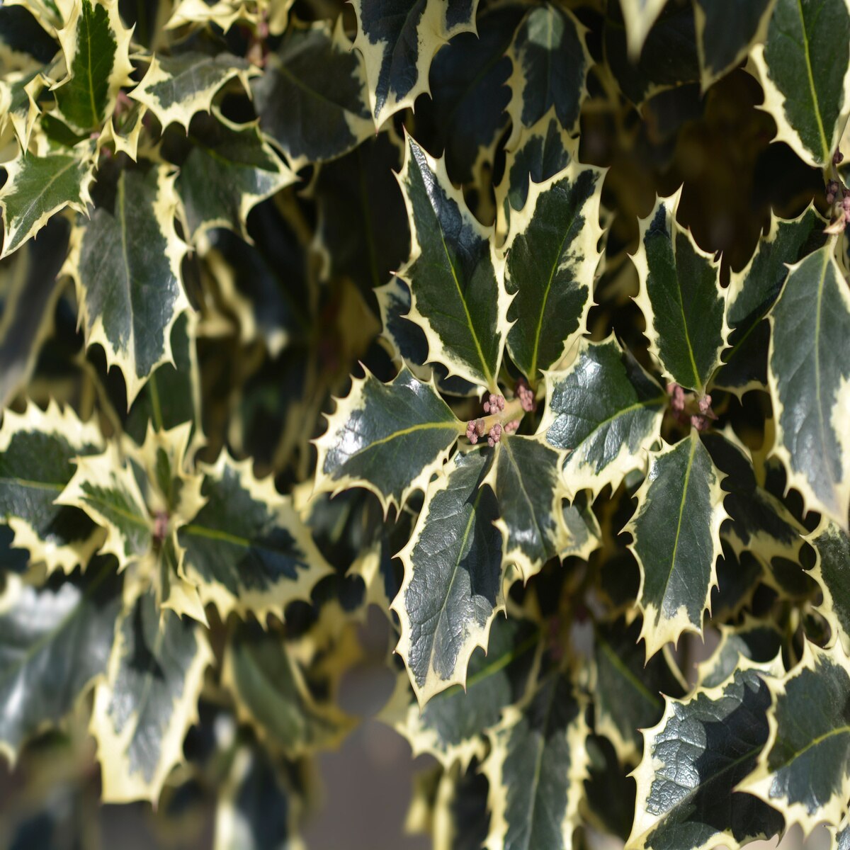 Ilex Aquifolium Variegata English Holly | SiteOne
