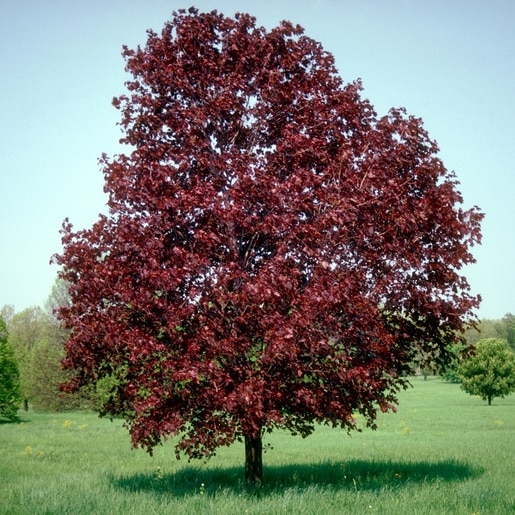Acer Platanoides Royal Red Norway Maple | SiteOne