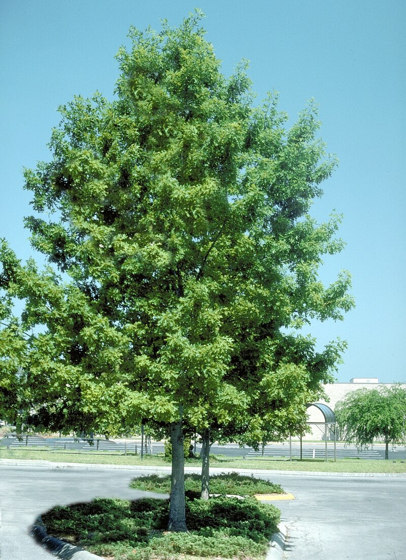 Quercus Shumardii Shumard Oak | SiteOne