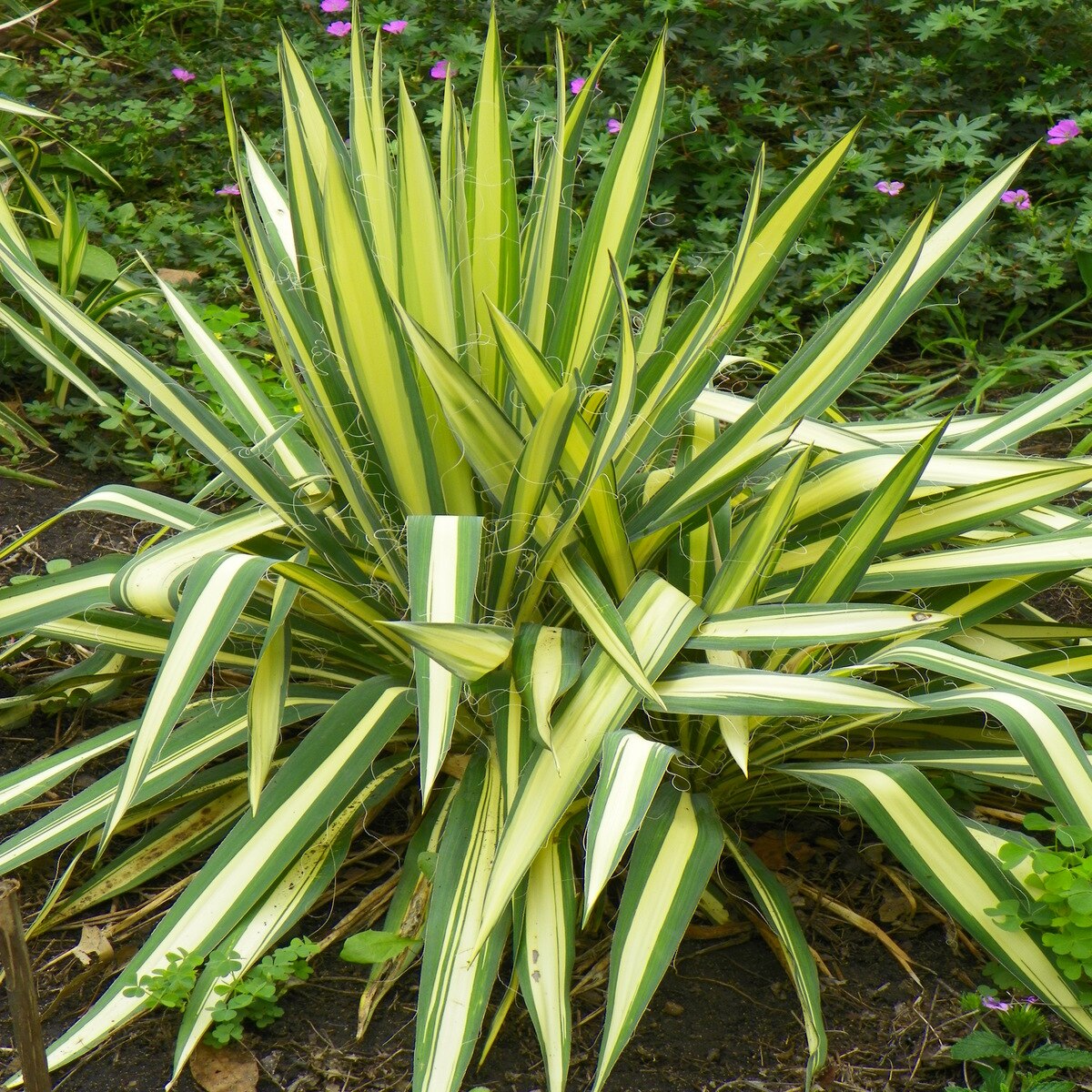Yucca Filamentosa Ivory Tower Adams Needle | SiteOne