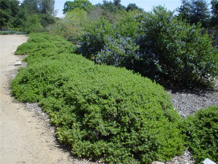 Baccharis Pilularis Twin Peaks Dwarf Coyote Brush | SiteOne