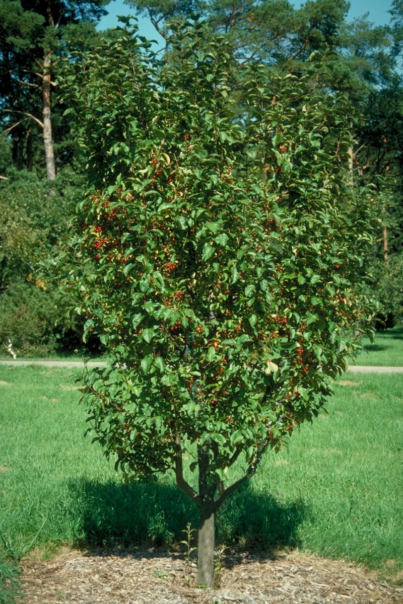 Malus X Red Jewel Crabapple | SiteOne