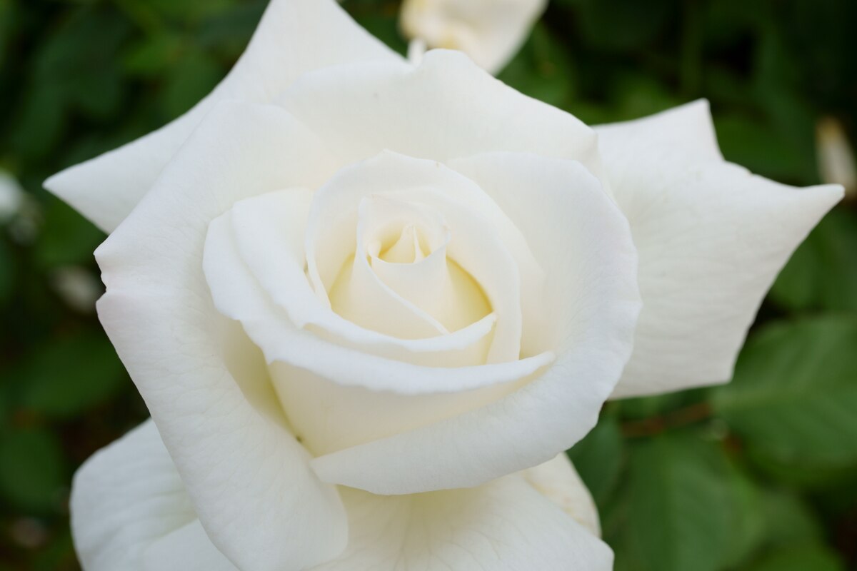 Rosa X Pope John Paul II Hybrid Tea Rose | SiteOne