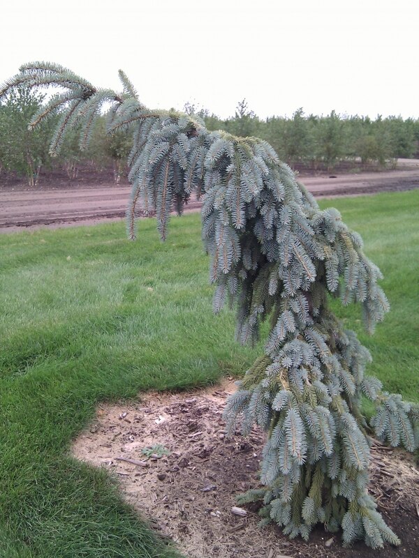 Picea Pungens Glauca Slenderina Pendula Colorado Spruce | SiteOne