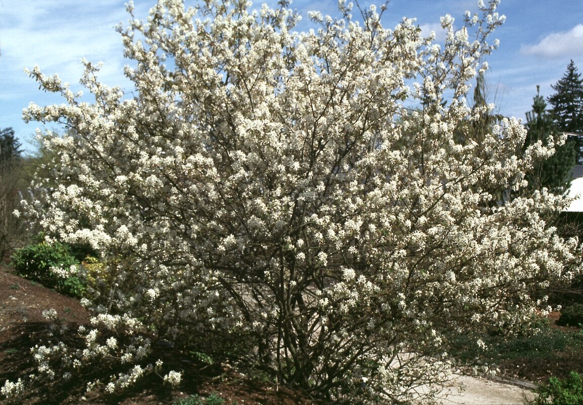Amelanchier X Grandiflora Autumn Brilliance Apple Servi | SiteOne