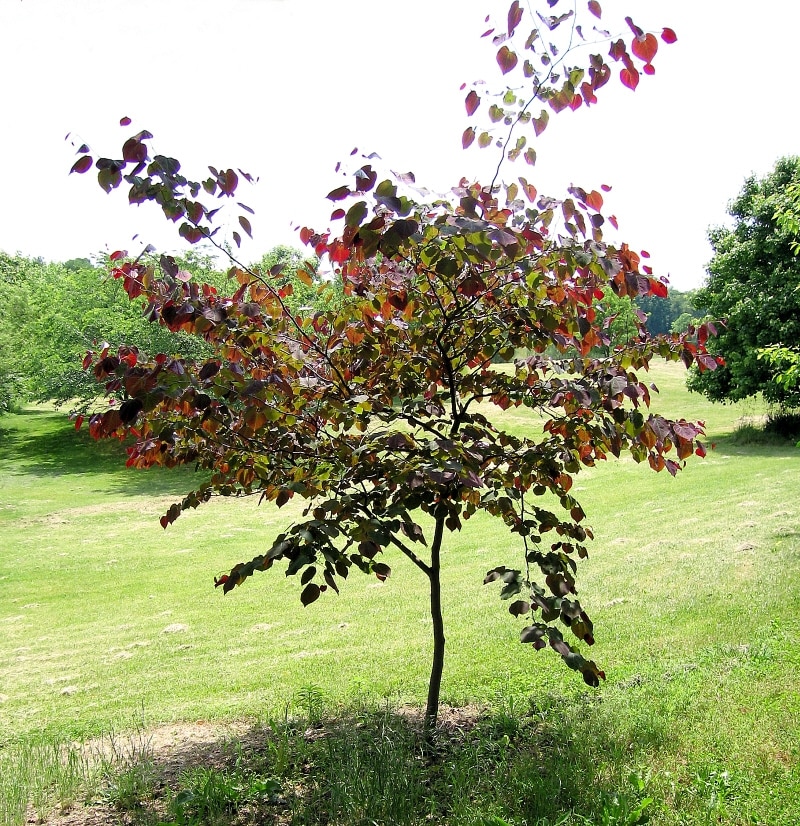 Cercis Canadensis Forest Pansy Eastern Redbud | SiteOne