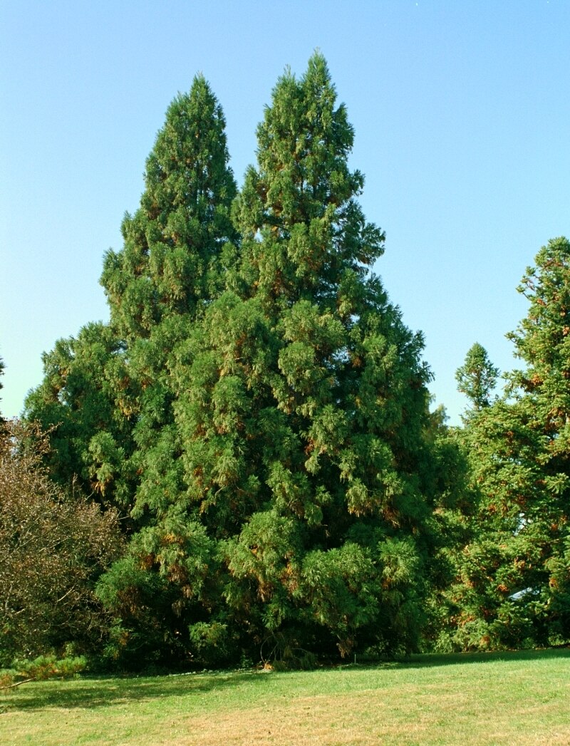 Cryptomeria Japonica Japanese Cedar | SiteOne