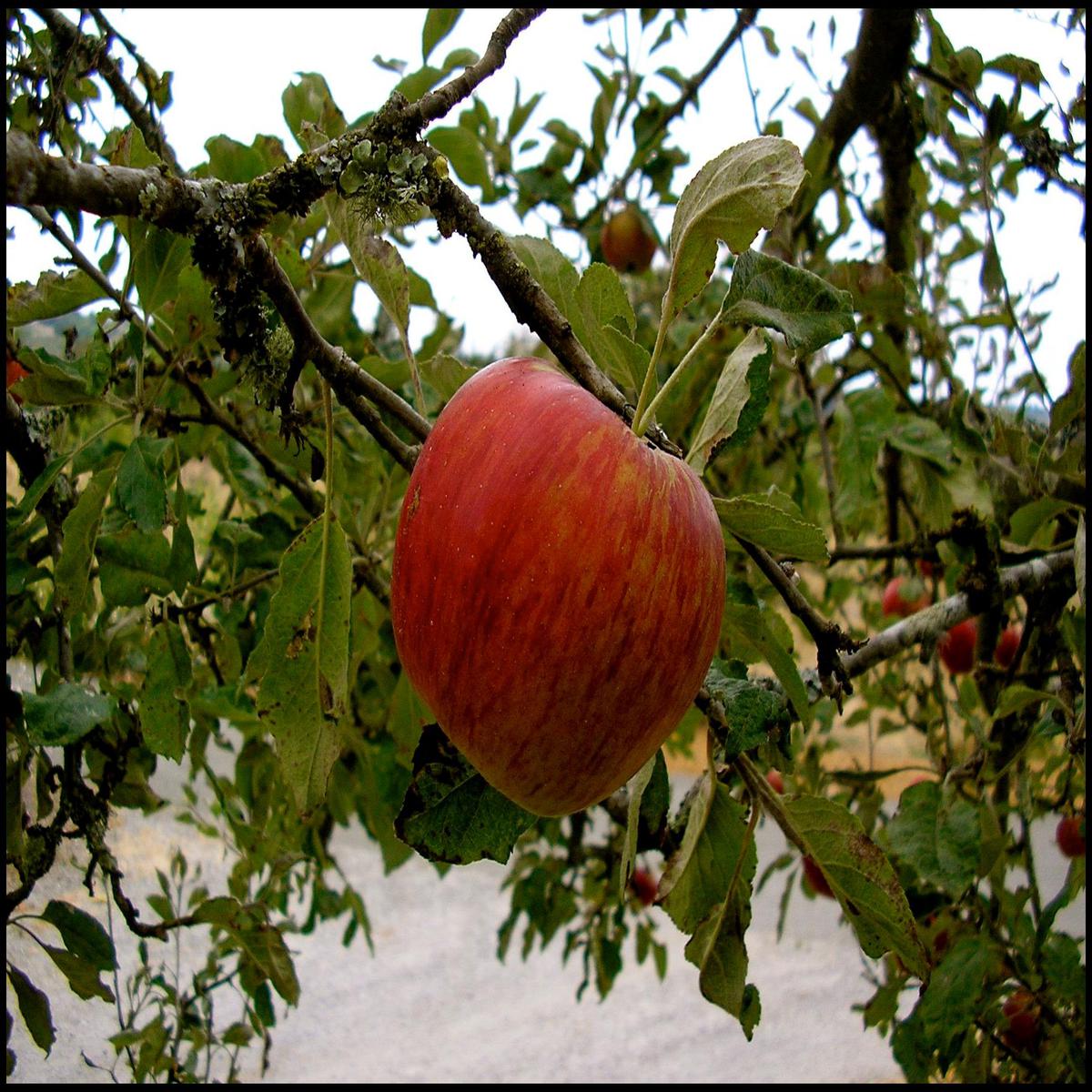 Malus Domestica Jonathan Semi-Dwarf Apple | SiteOne