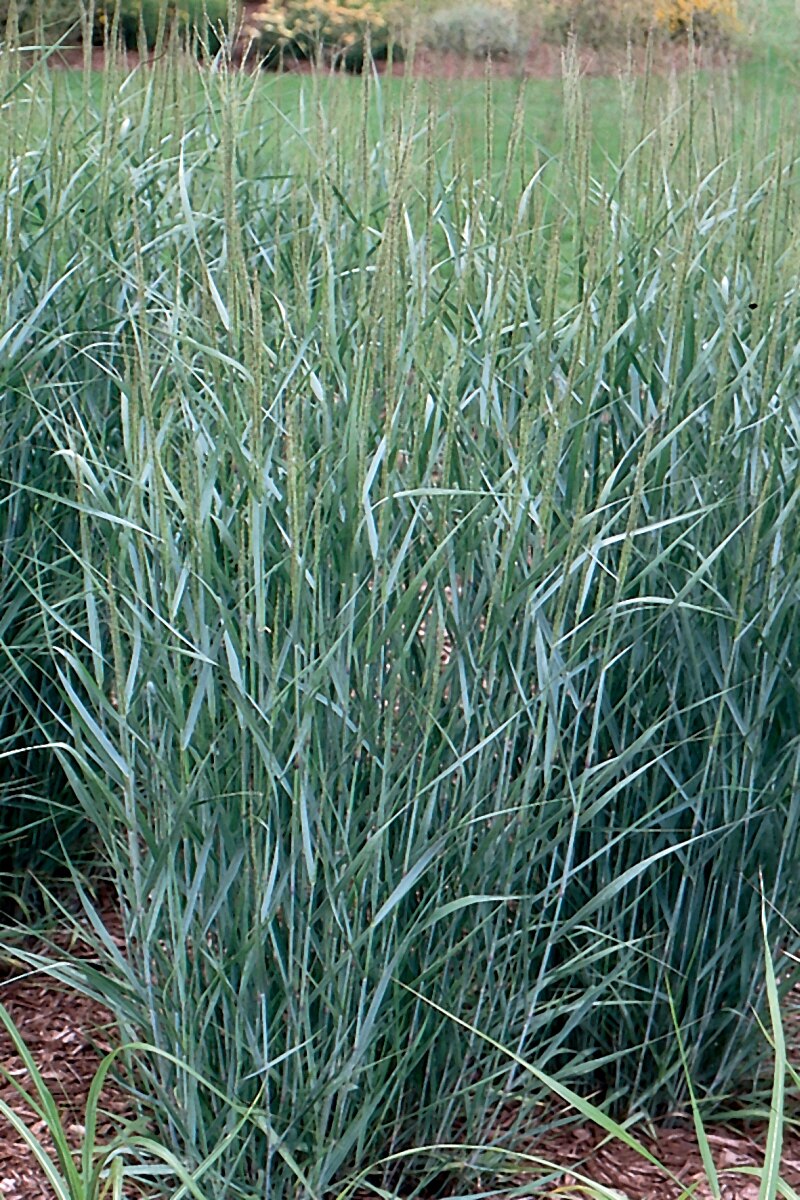 Panicum Virgatum Prairie Sky Switch Grass | SiteOne