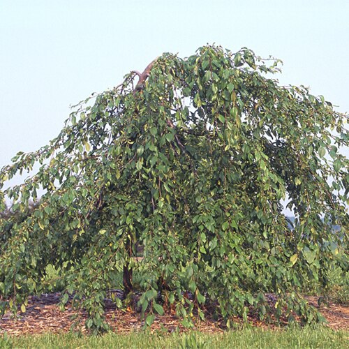 Louisa Flowering Crabapple Tree | Best Flower Site