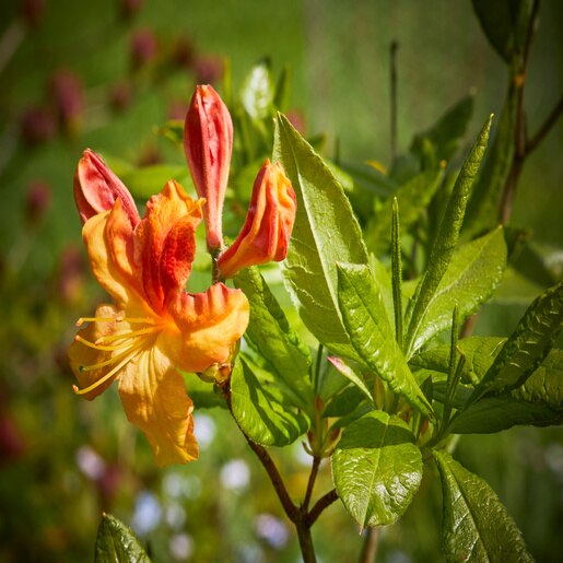 Rhododendron X Golden Flare Azalea | SiteOne
