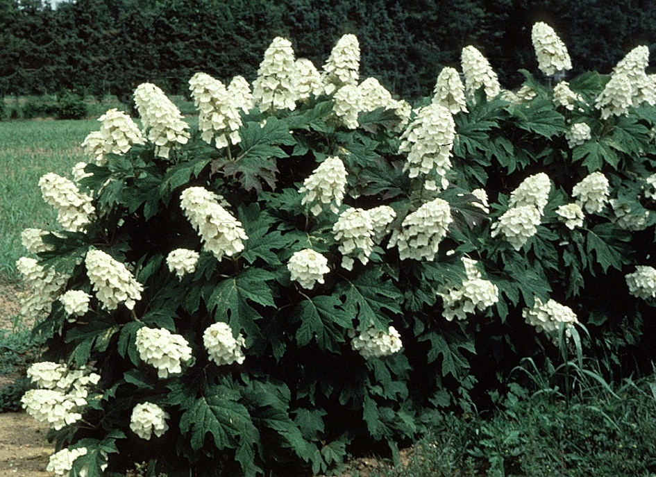Hydrangea Quercifolia Snow Queen Oakleaf Hydrangea | SiteOne