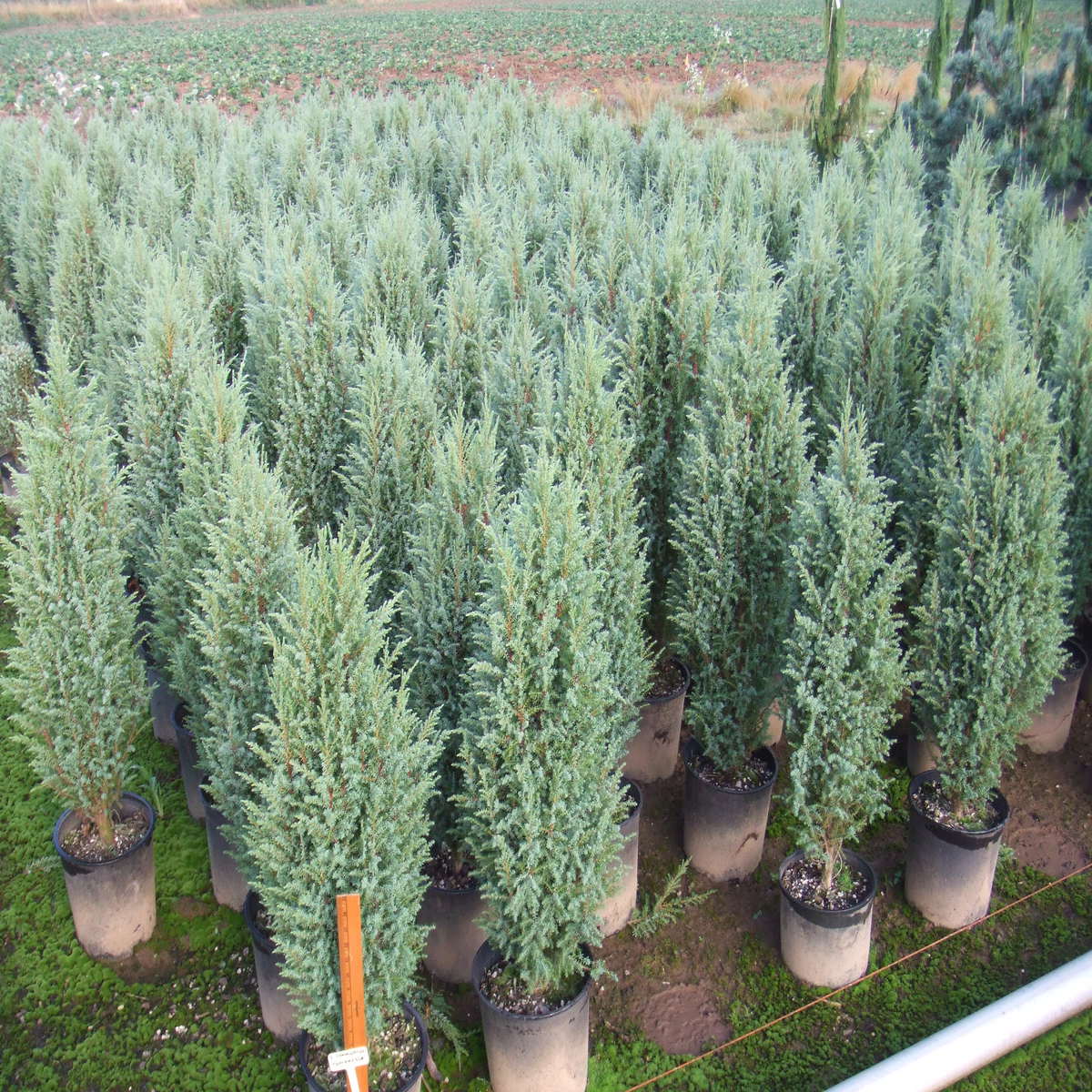 Juniperus Communis Compressa Juniper | SiteOne