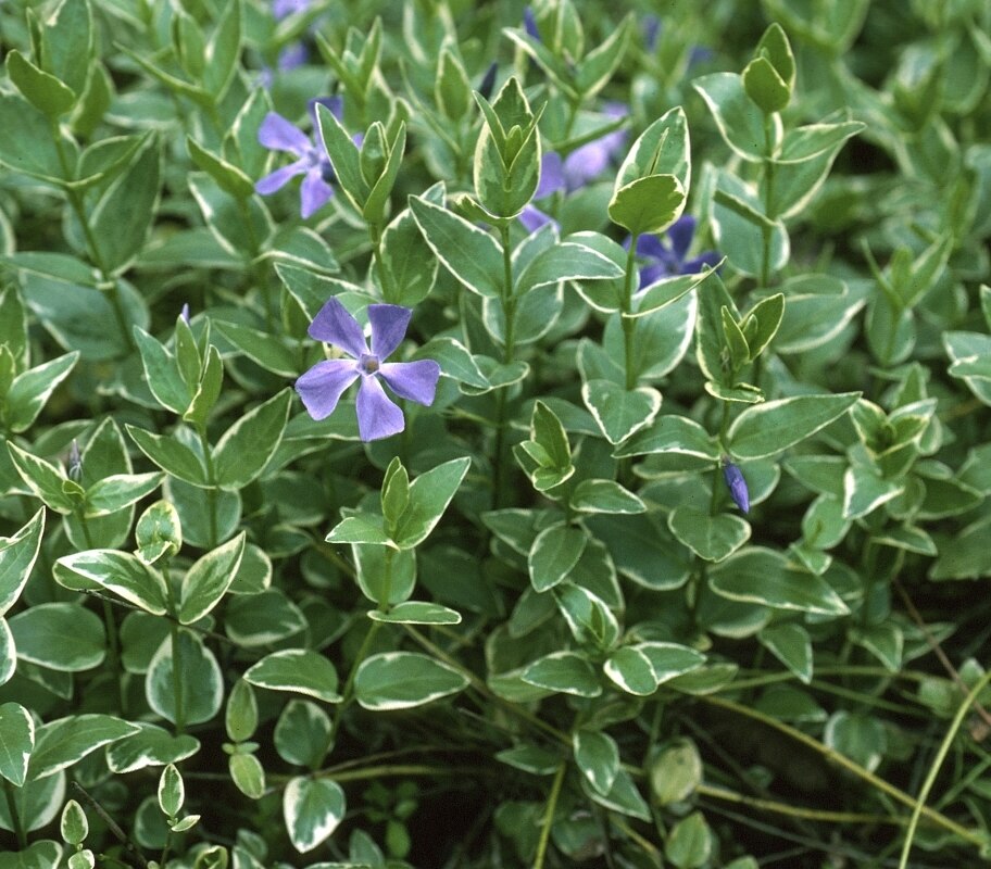Vinca Major Variegata Variegated Greater Periwinkle | SiteOne