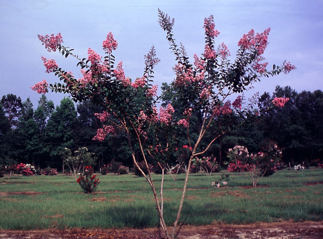 Lagerstroemia Indica X Fauriei Choctaw Crape Myrtle | SiteOne