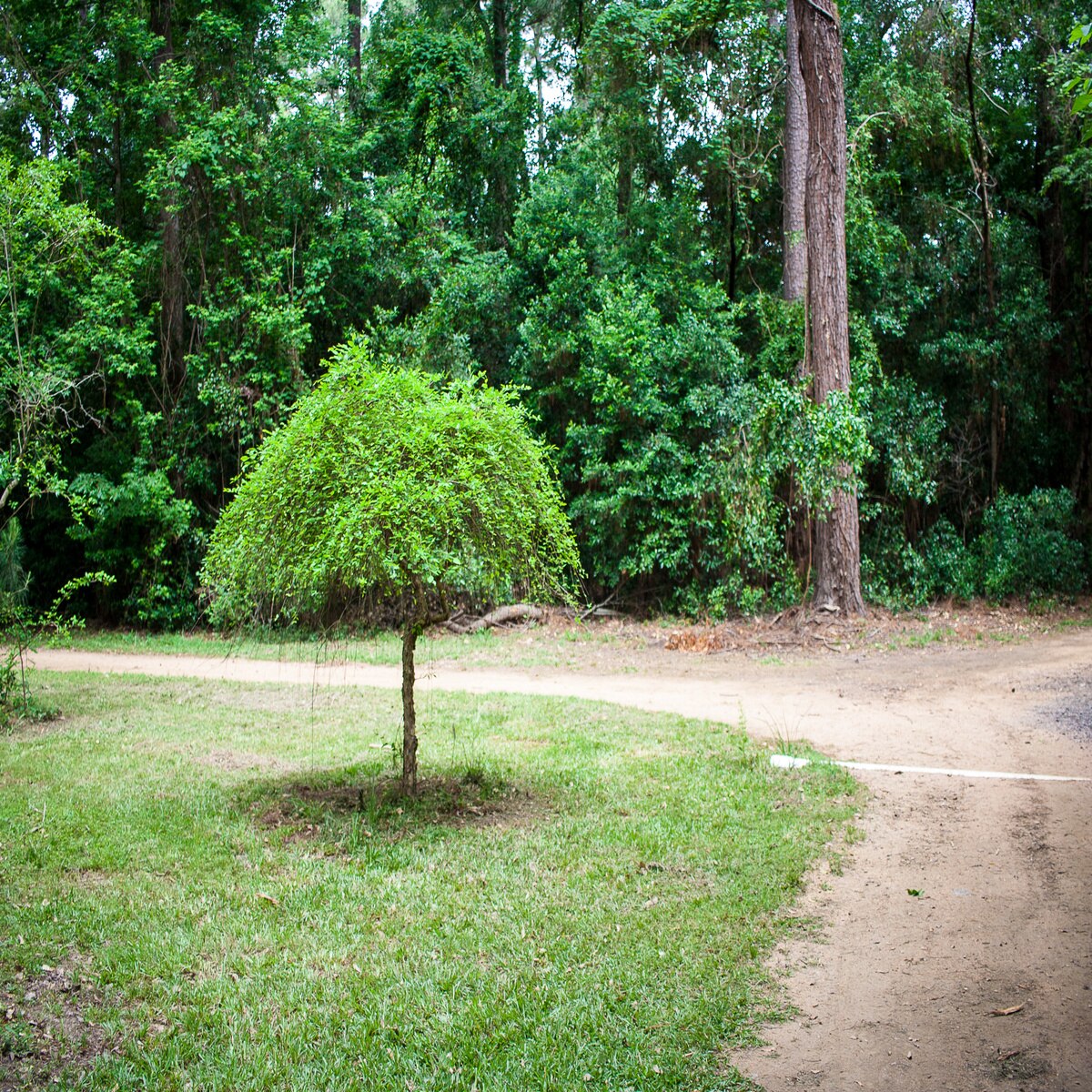 Betula Nigra Summer Cascade Weeping River Birch | SiteOne