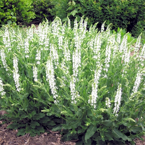 Salvia Nemorosa Schneehugel Snow Hill Woodland Sage | SiteOne
