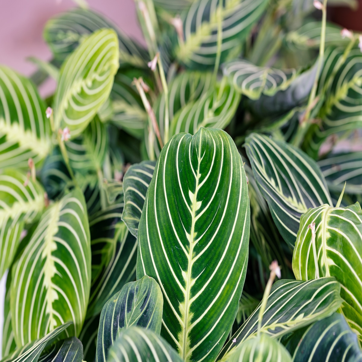 Maranta Leuconeura Lemon Lime Prayer Plant | SiteOne