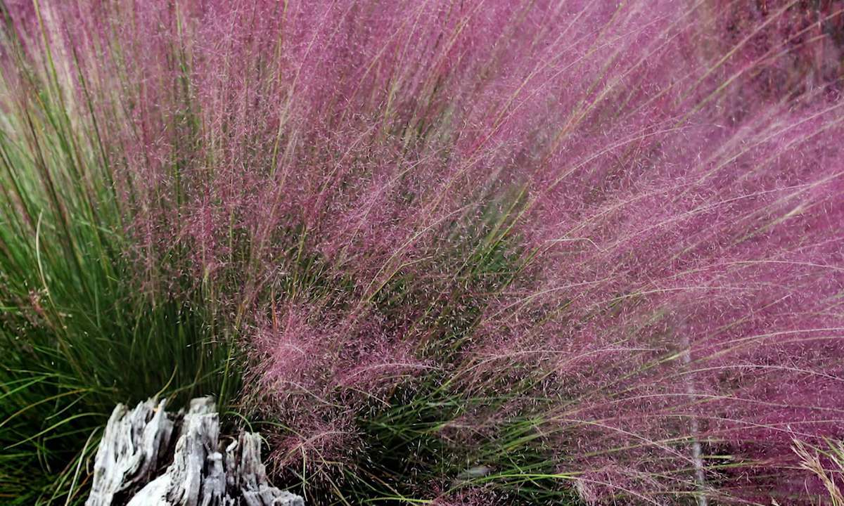Muhlenbergia Capillaris Fast Forward Pink Muhly Grass | SiteOne