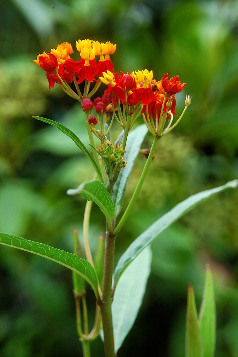 Asclepias Curassavica Red Butterflies Milkweed | SiteOne