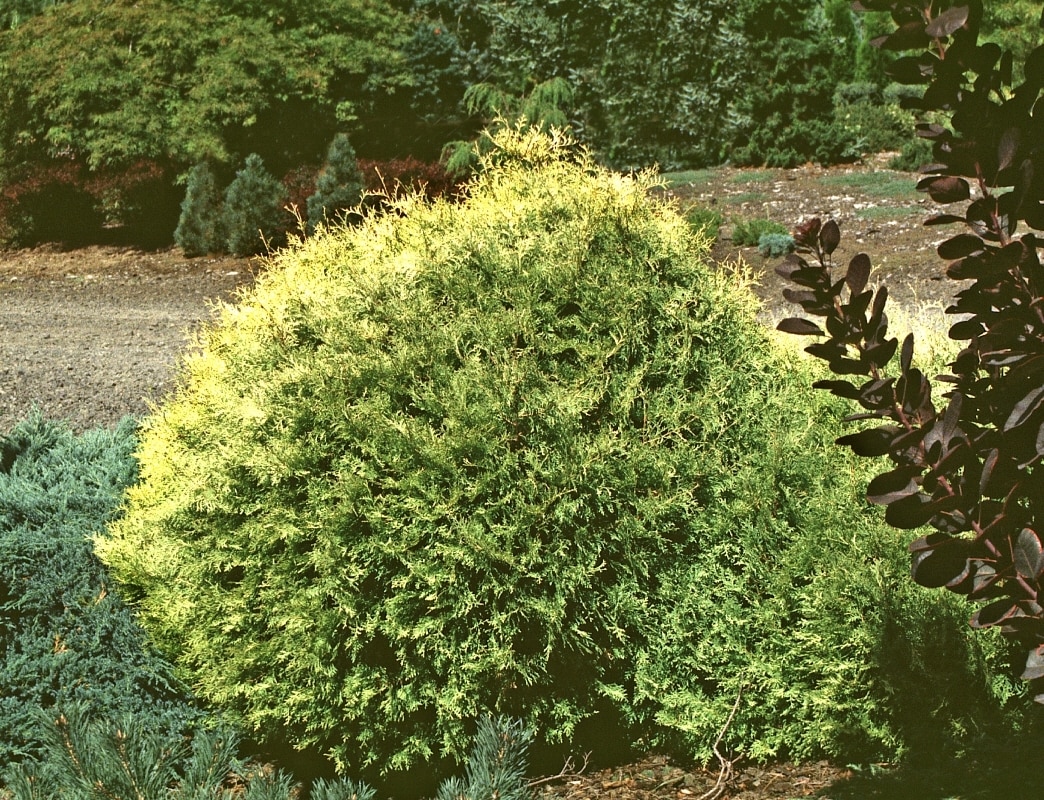Thuja Occidentalis Rheingold Arborvitae | SiteOne