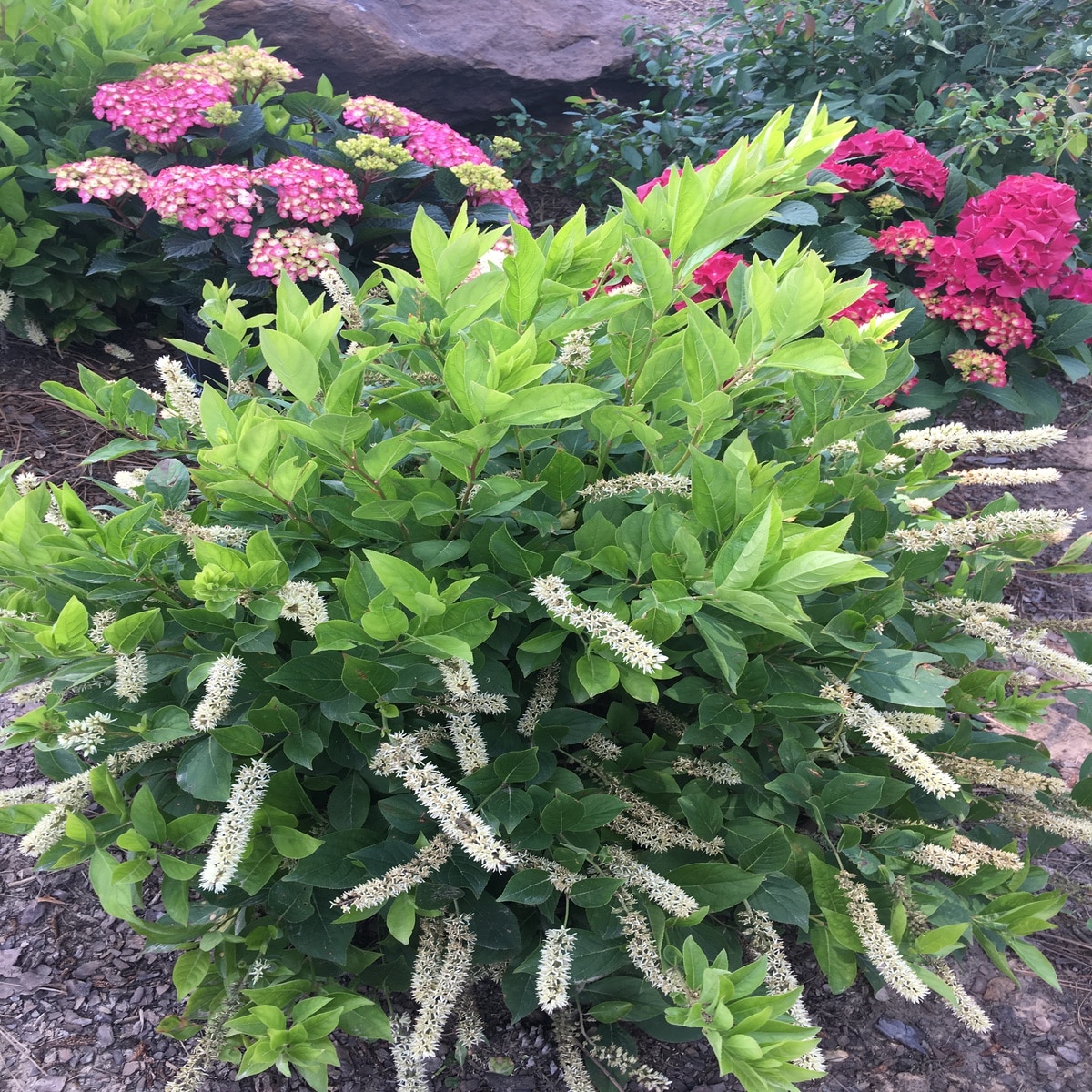 Itea Virginica Merlot Sweetspire | SiteOne