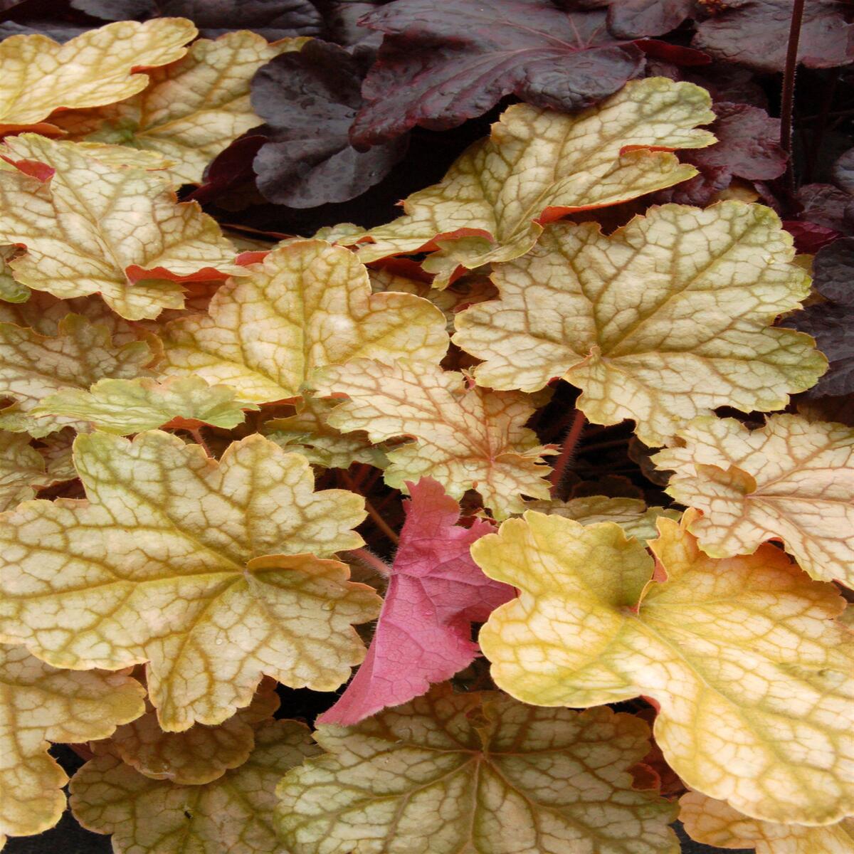 Heuchera X Ginger Ale Coral Bells | SiteOne