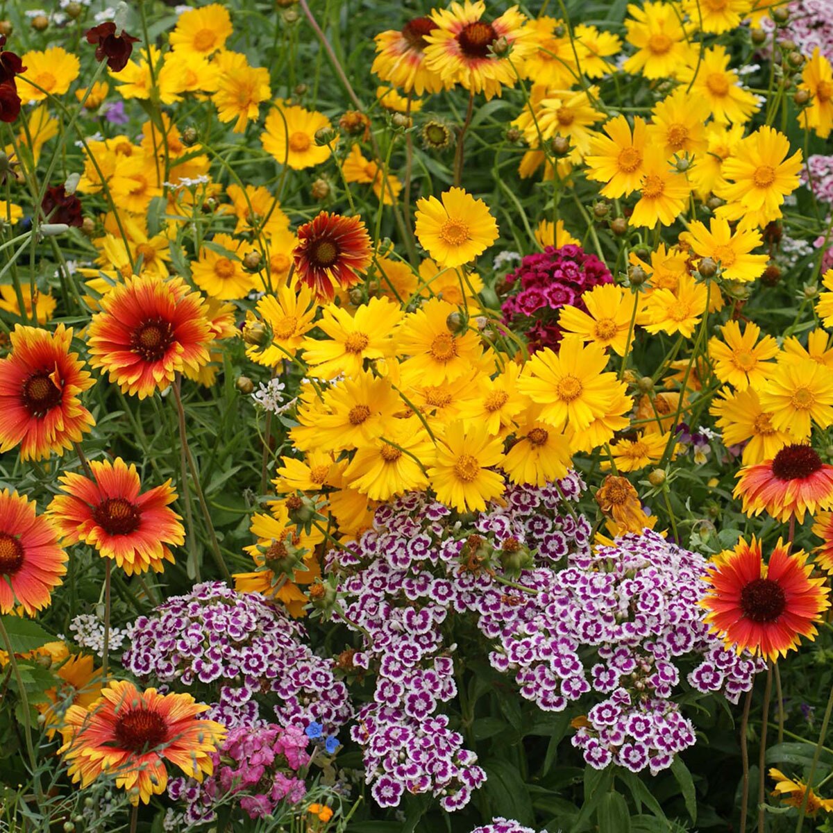 LESCO All Perennial Wildflower Mixture Seed Bulk | SiteOne