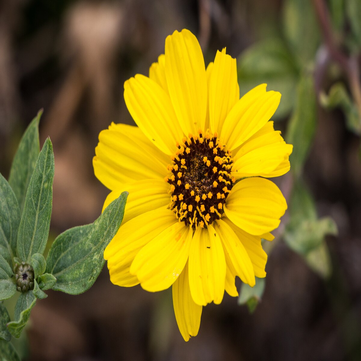 Encelia Californica Coast Sunflower | SiteOne