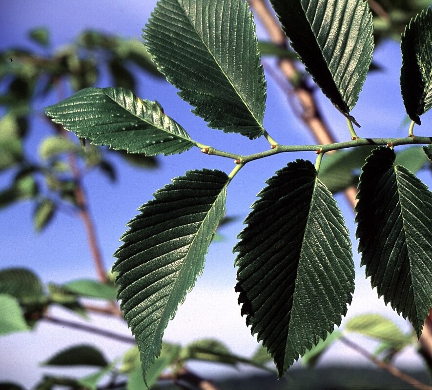 Ulmus Americana Valley Forge American Elm | SiteOne