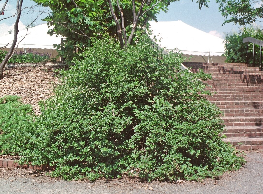 Ribes Alpinum Green Mound Alpine Currant | SiteOne