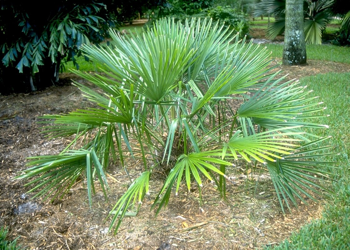 Rhapidophyllum Hystrix Needle Palm | SiteOne