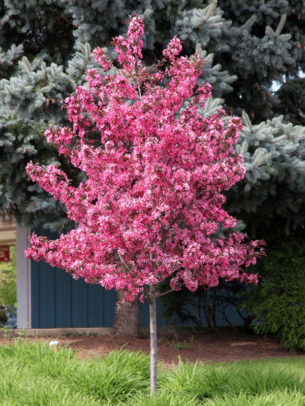 Malus X Royal Raindrops Crabapple | SiteOne
